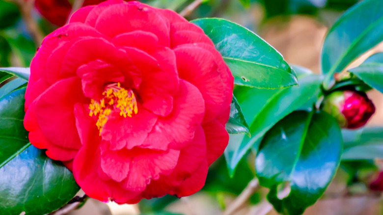 12 flowers in your garden that will thrive when you add coffee grounds