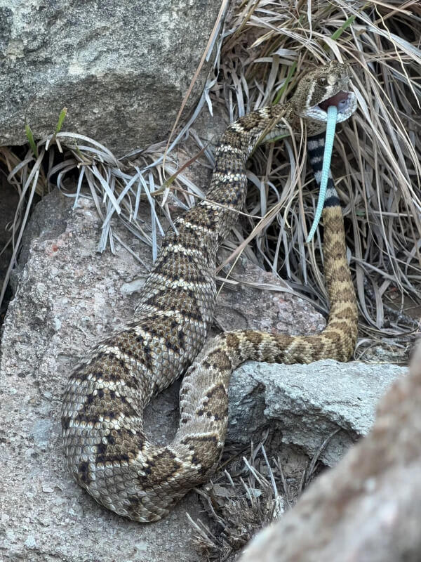 Hiker spots rattlesnake swallowing bright blue collared lizard in Texas ...