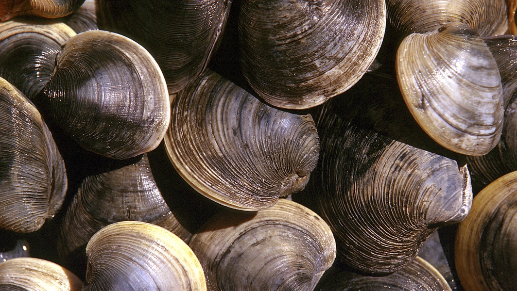 10 clam varieties and their culinary uses