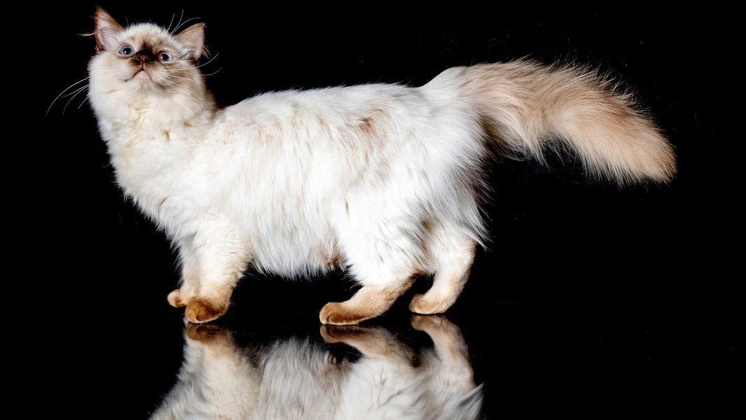 17 cat breeds and their unique temperaments