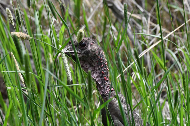 Bird-watching in the grass: Poults and colts are now active