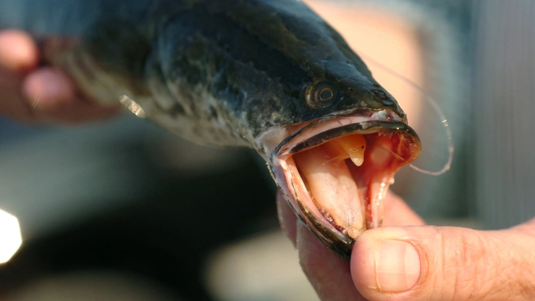 Invasive fish threatening US ecosystems