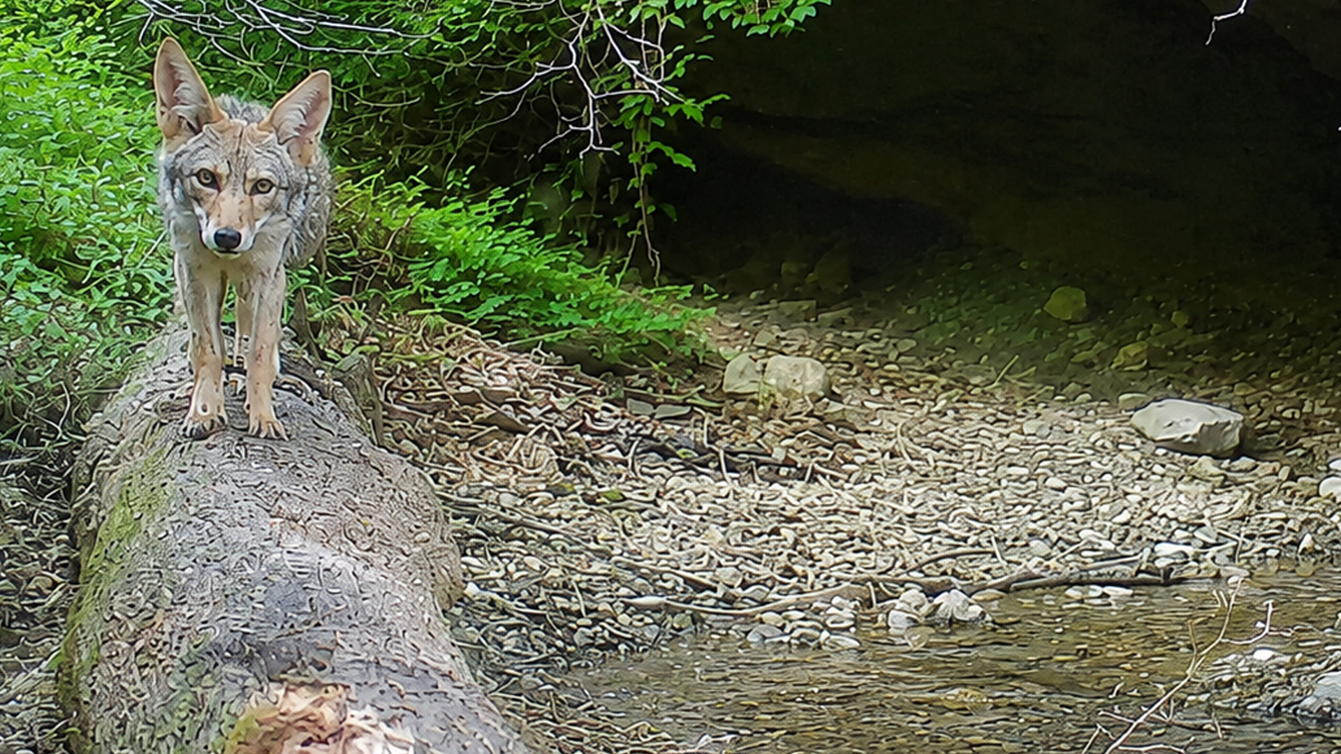 What this curious coyote did when it found the camera