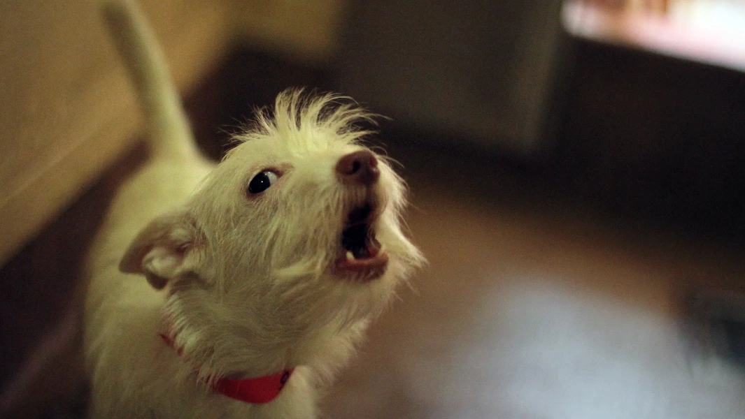 Why dogs bark at certain people