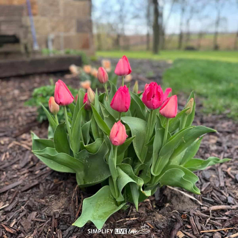 June garden checklist: Everything you should do in your garden this month