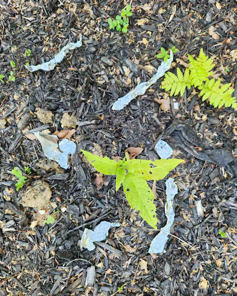 I heard this aluminum foil hack deters pests - here's what happened ...