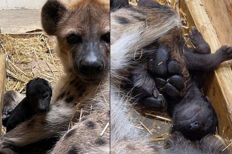 Hattiesburg Zoo welcomes another spotted hyena cub