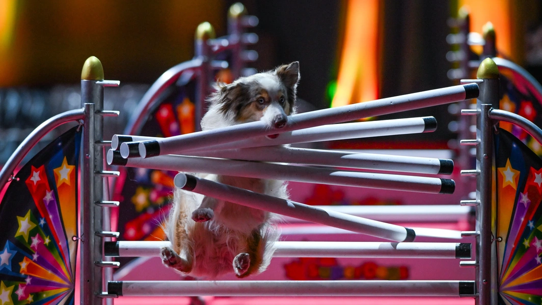 11 intelligent dog breeds with independent streaks