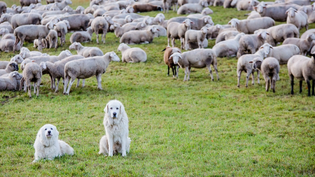 29 calm and protective dog breeds