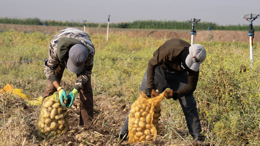 Growing potatoes from planting to storage