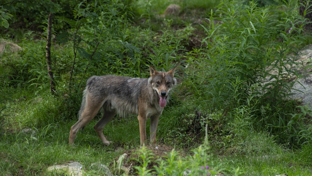Why wolves are larger and stronger than coyotes