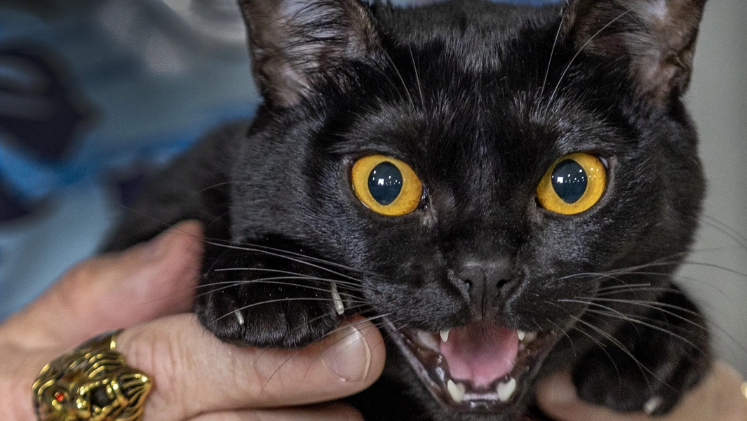 Understanding why cats meow
