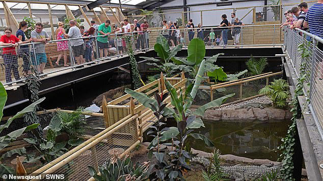 Zookeeper who saved boy, three, thrown into crocodile pit by stranger ...