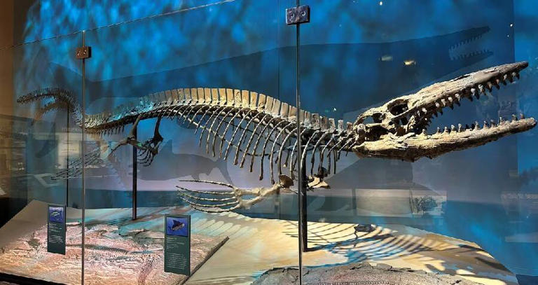 The 'T rex of the ocean': Scientists just identified a predator the ...