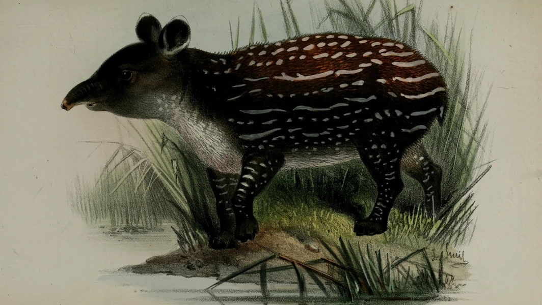 9 rare and endangered animal subspecies