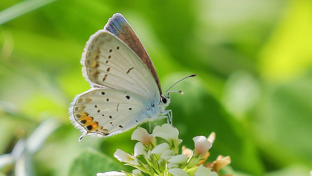 16 striking examples of symmetry in nature