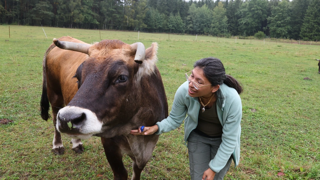 Rescue cows and the power of companionship