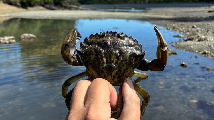 First invasive green crab detected on Orcas Island after student discovery
