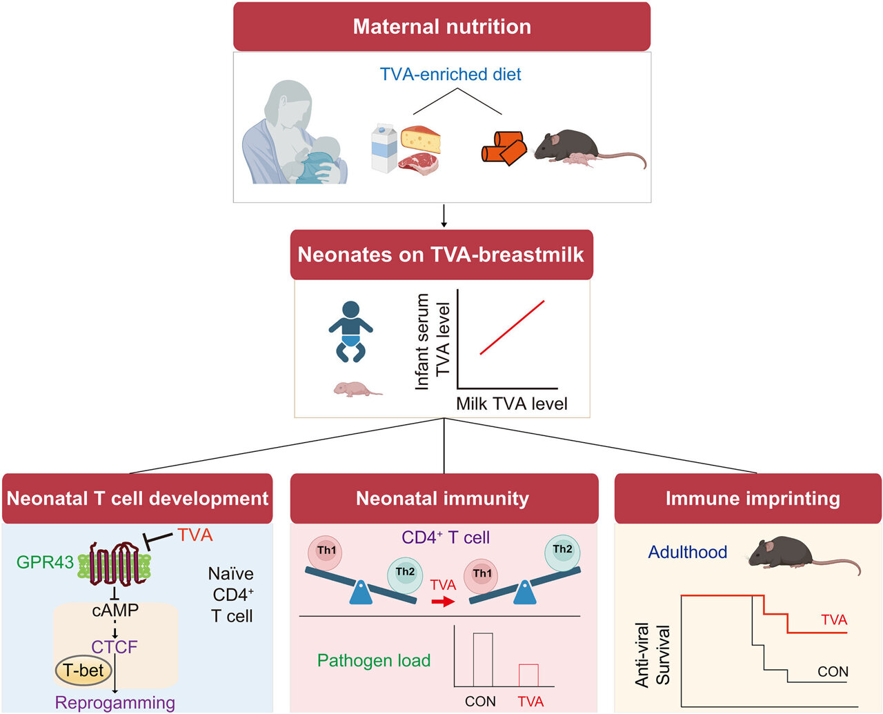 A diet-derived nutrient in breast milk may shape immune development