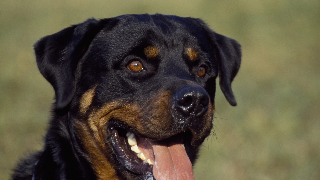 Rottweiler history, traits, and training insights