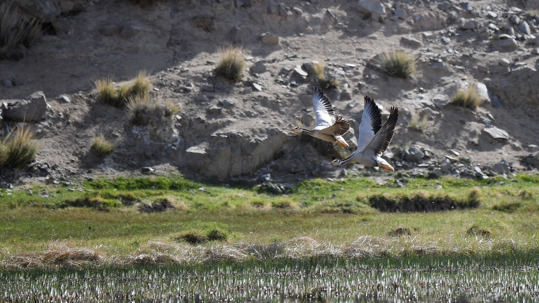 13 birds that fly at remarkable altitudes