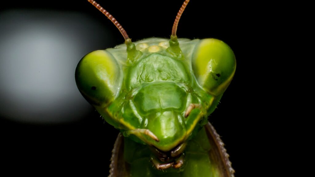 Some witnesses claim 7-foot mantis-like beings were 'watching' them ...