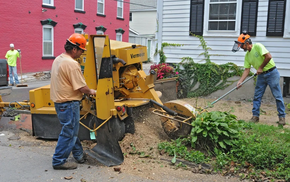 Smart stump grinding tips every homeowner should know