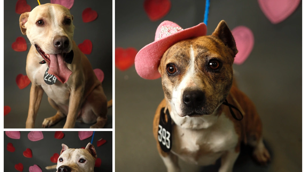 5 inspiring senior dog adoption stories