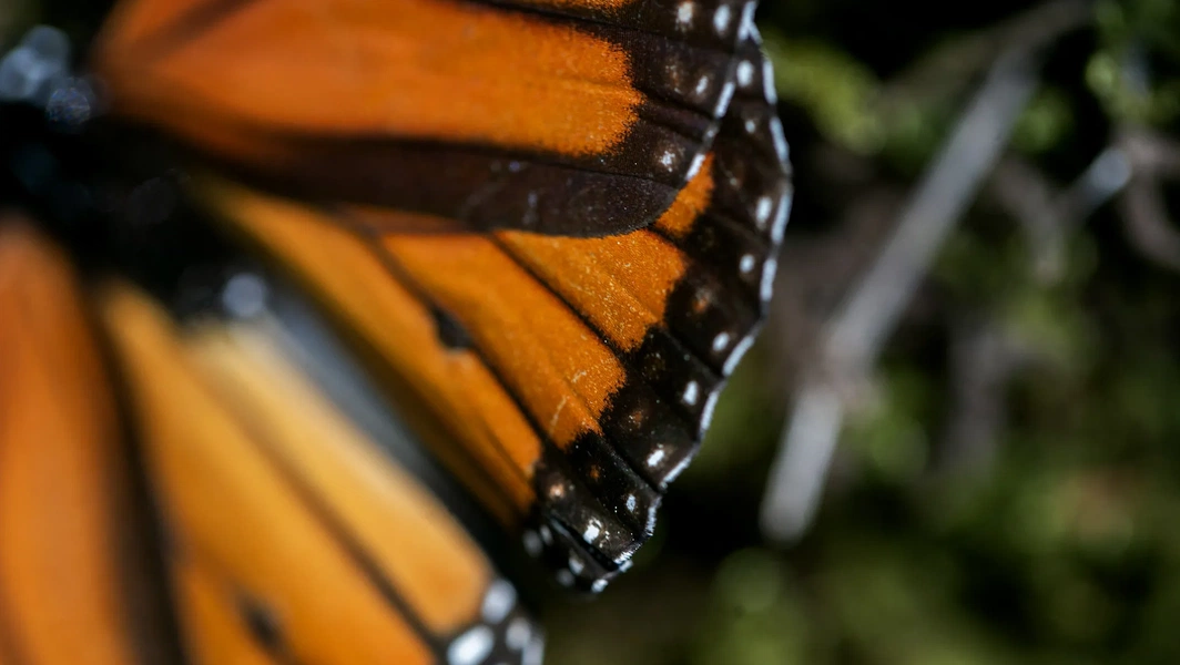 16 striking examples of symmetry in nature