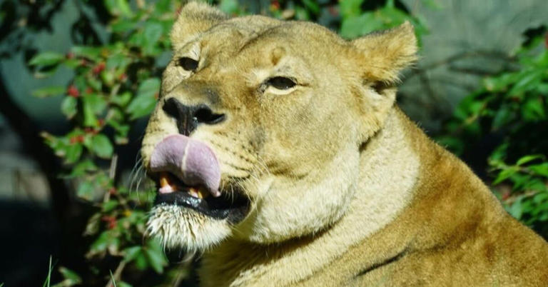 Good news! Topeka Zoo reports positive health update regarding 22-year ...