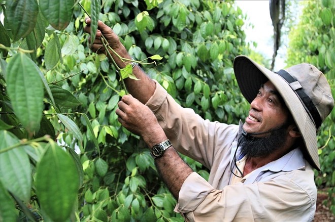 Giá tiêu hôm nay 18.6: Dự báo triển vọng tích cực