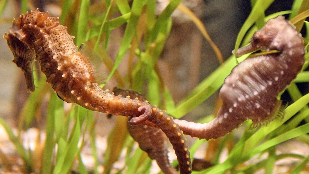 Animal gestation lengths and reproductive adaptations