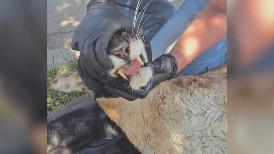 We're just lucky: Mountain lion captured in California homeowners’ backyard