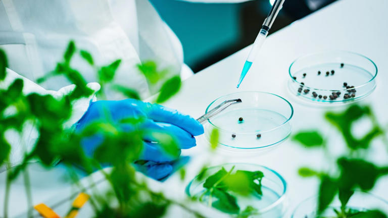 European Parliament backs new GMO rules