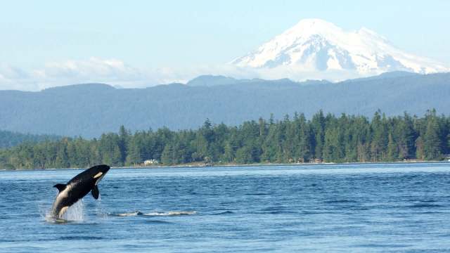 Tourists spot a few fins, then a giant orca flips through the air ...