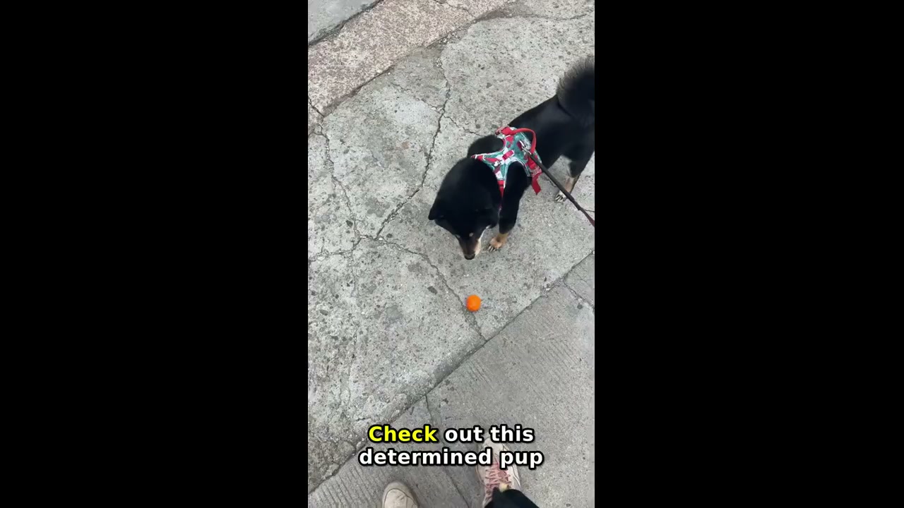 Playful dog refuses to give up on squished orange