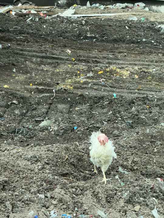 ODA probes improper chicken disposal at landfill