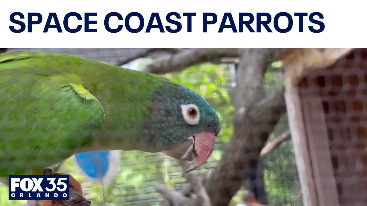 South American parrots draw attention on Florida’s Space Coast