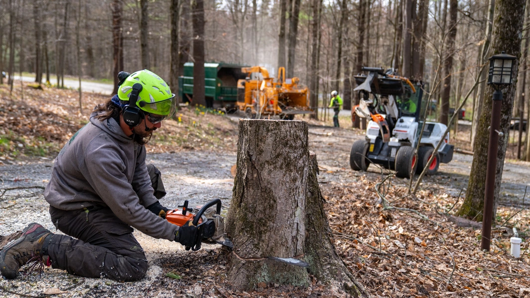 Smart stump grinding tips every homeowner should know