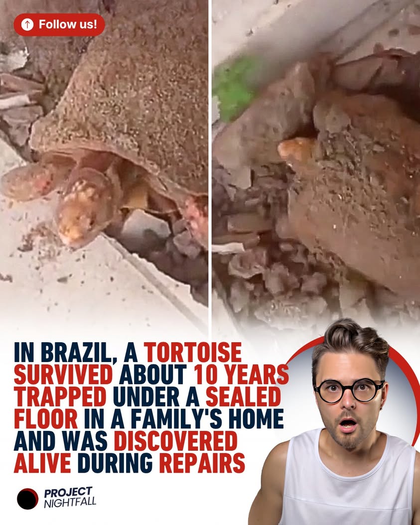 10 years buried alive: Tortoise's miraculous rescue shocks Brazil!