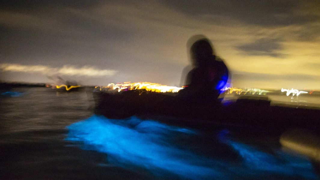 6 stunning bioluminescent shores worldwide
