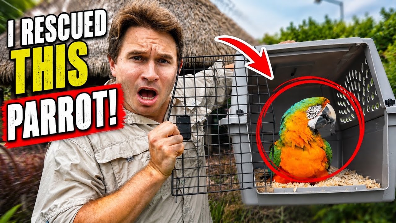 Giving this parrot a second chance