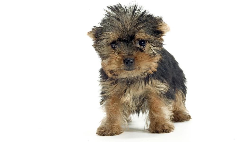 Yorkshire terrier traits, history, and care