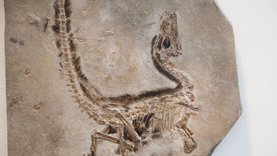 Evolution and survival of prehistoric birds