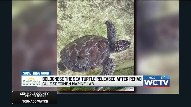 Something good: Bolognese the sea turtle released after rehab