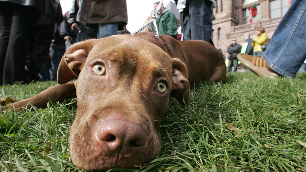 9 dog breeds and the facts behind bite statistics