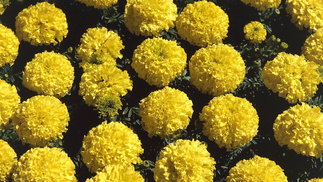 16 plants that thrive in containers