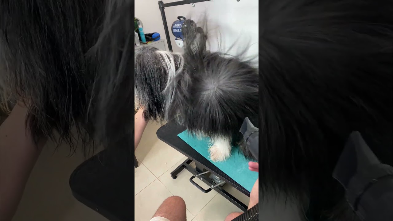 From shaggy to stunning: Fluffy dog's ultimate grooming transformation!