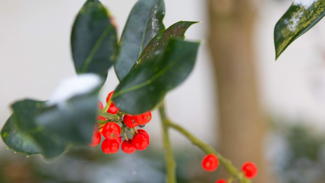17 plants for year-round border color and structure