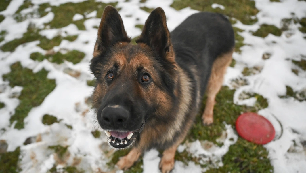 4 loyal and protective dog breeds for older adults
